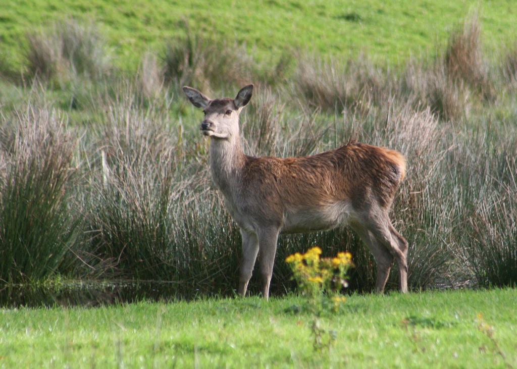 A life at the shoreline. .. by Jeff Copner : Red Deer