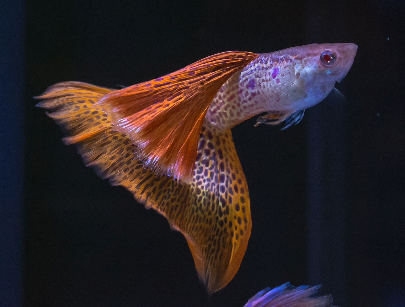 Malaysia Guppy Club Show August 2017 - Ralfs-Guppy-Blog