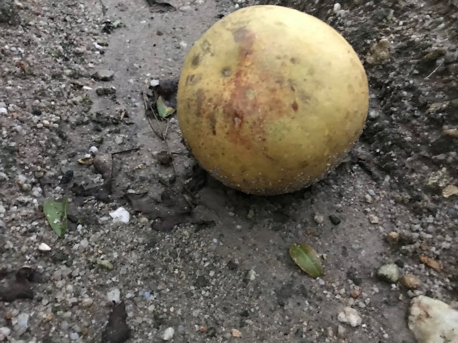 新/马草药自然医学: 孟加拉木蘋果( 木橘)～叶的功效和作用。Aegle marmelos traditional benefits ...