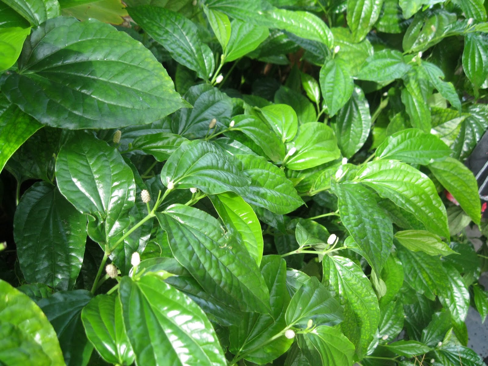 DIARI DIELA: Masak Lemak Kerang dgn Pucuk Kaduk