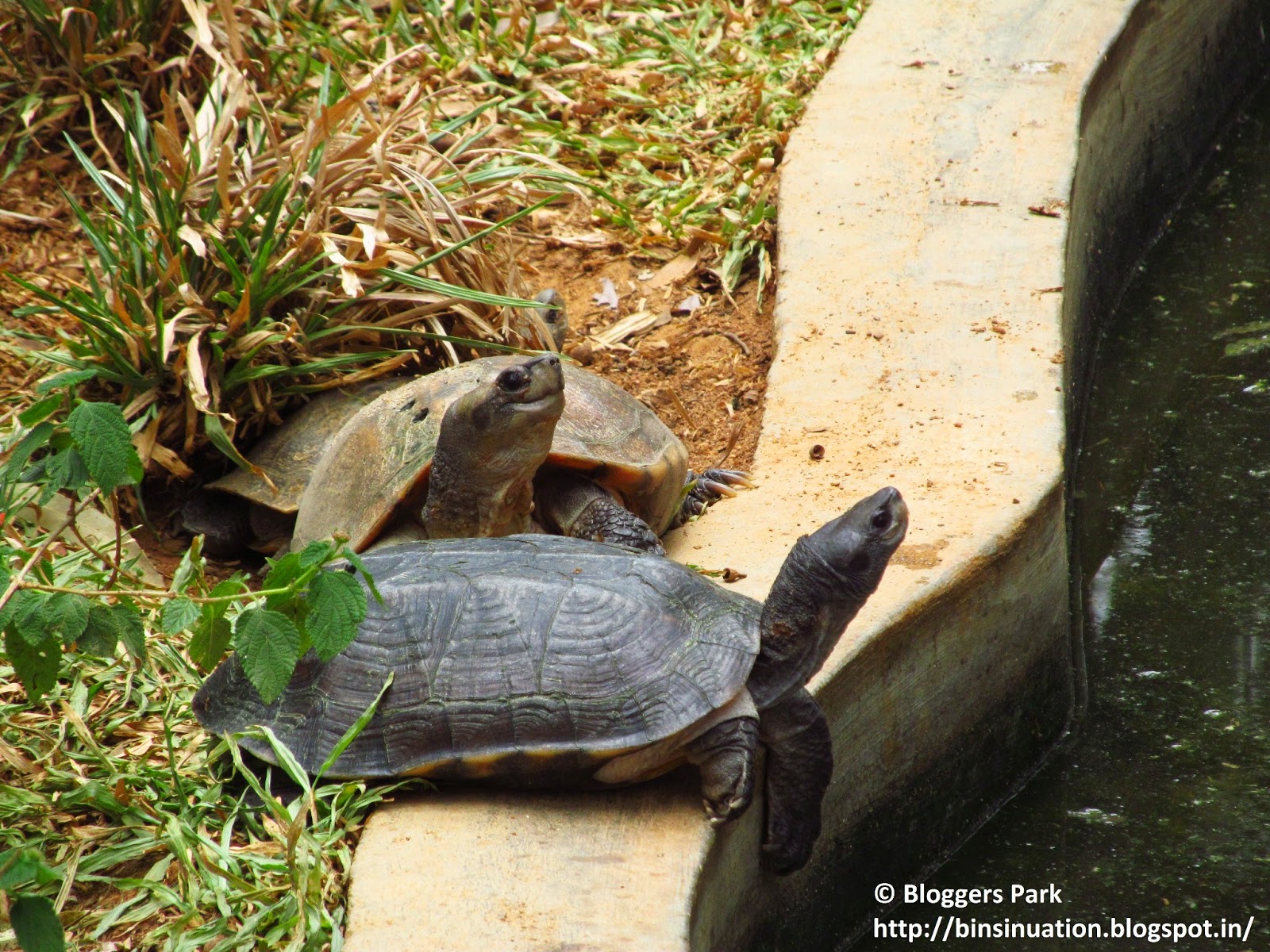 Bloggers Park: PhotoBlog: Turtles at Bannerghatta (Bangalore)