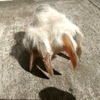 Azimat Cakar Harimau Putih | Mustika Bekhodam Sakti