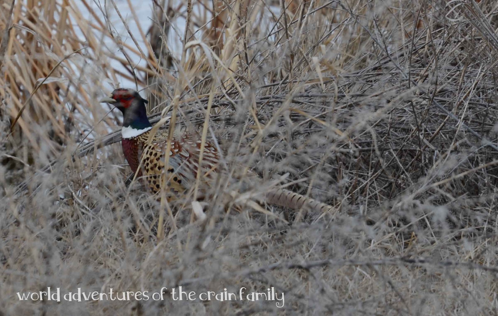 The World Adventures of the Crain Family: Bear River Migratory Bird Refuge
