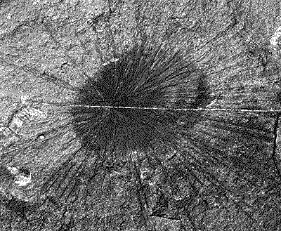 Life Before the Dinosaurs: Choia.