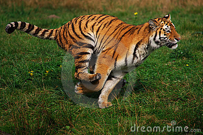 Encyclopedia: Tiger Running