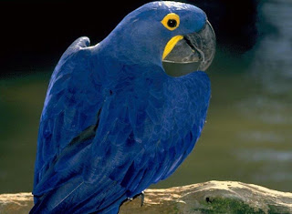 aves: perico azul
