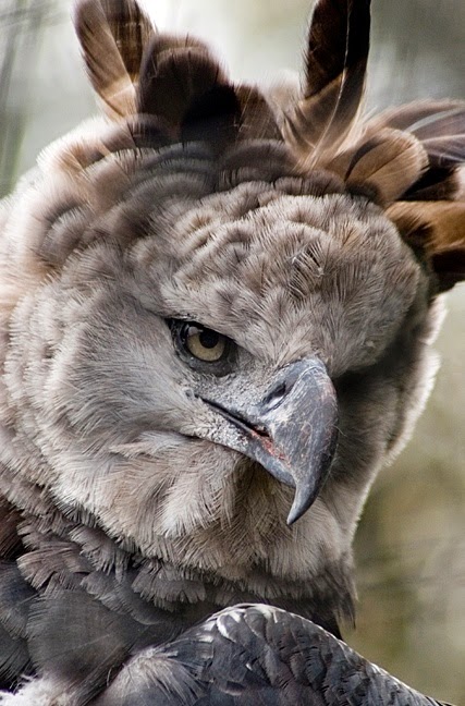 Harpy Eagle ~ Photos Hub