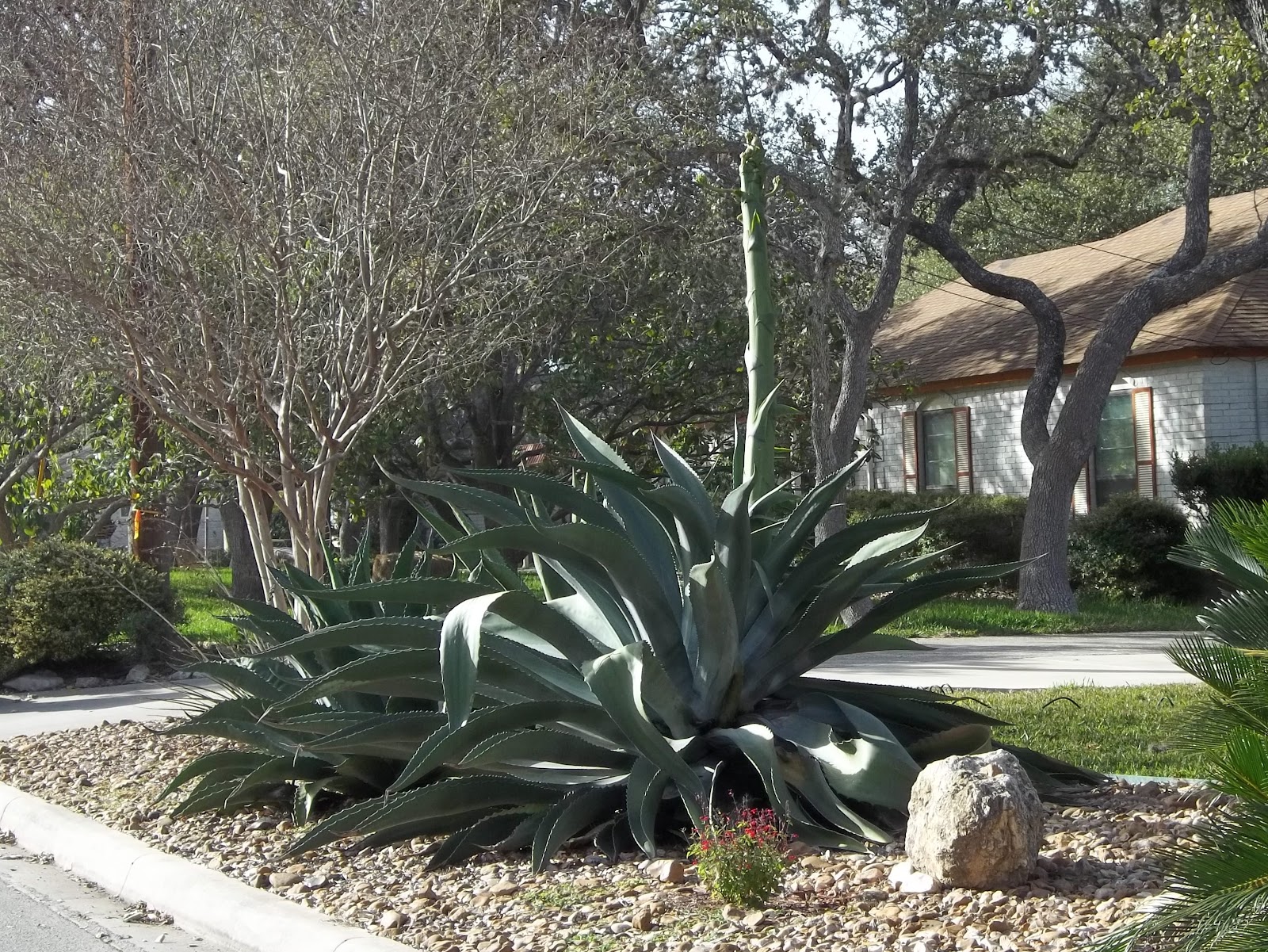 Rock-Oak-Deer: Around the Block: Aloe and Agave Blooms