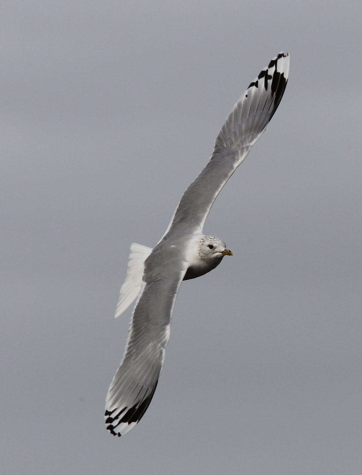 Chris Gibbins - gulls & birds: Extreme of Common Gull wing tip pattern