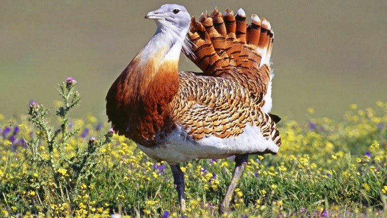 Geração Verde Portugal: Abetarda : Ave do Ano 2013