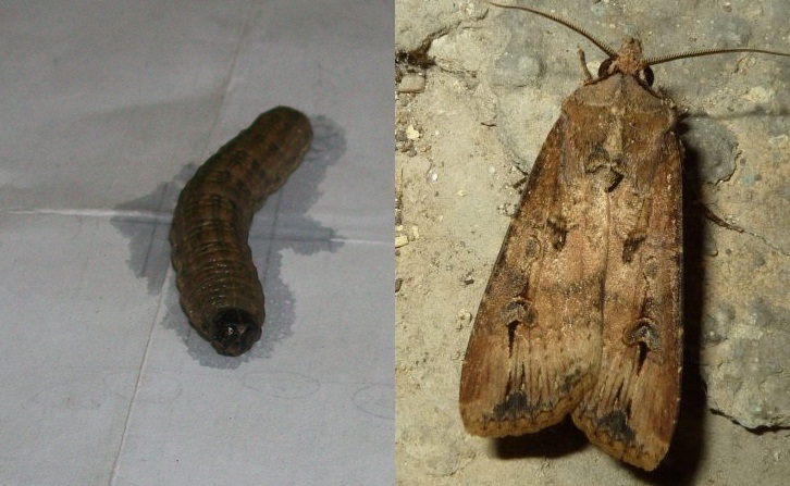 HAMA DAN PENYAKIT TANAMAN MENTIMUN | Pertanian