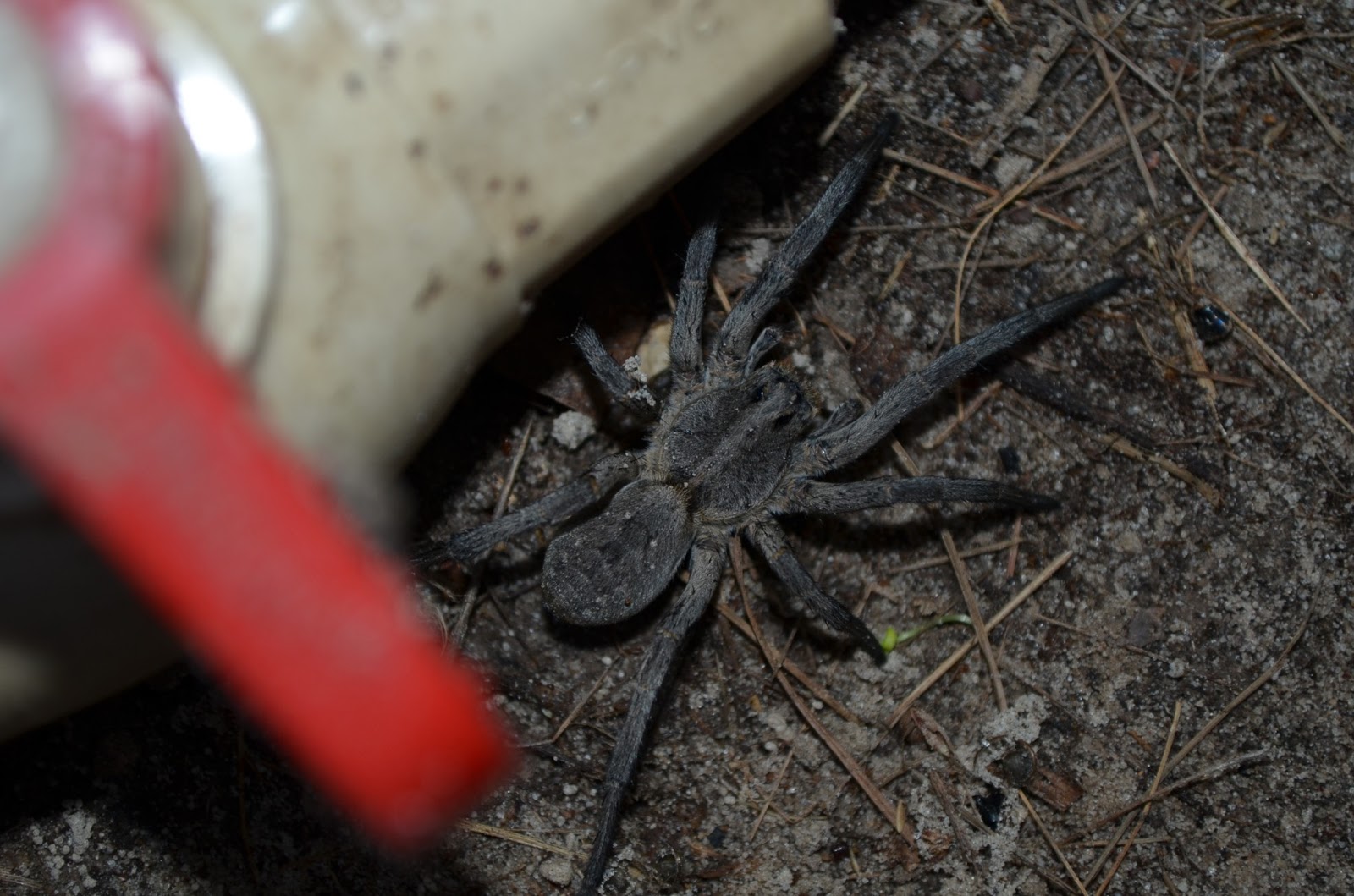 Journals of an Amateur Naturalist: Spider Surprise