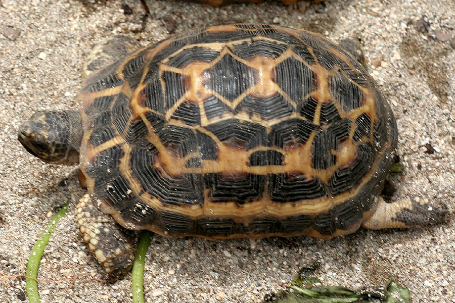 Turtle Pictures: Spider tortoise - Pyxis arachnoides