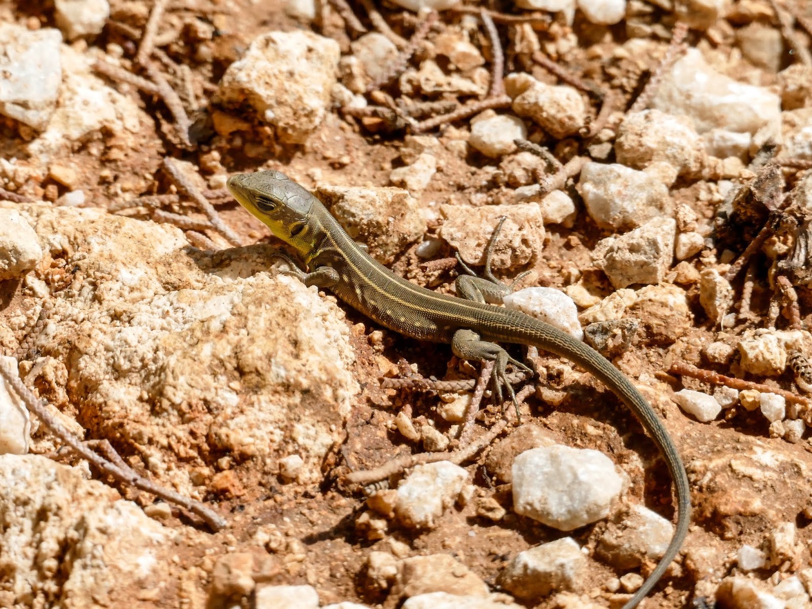 part-time Naturalist: Crete pt 2 reptiles and amphibians
