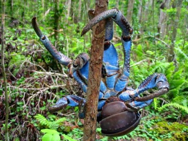 CARANGUEJO COCO, O MAIOR ARTRÓPODE TERRESTRE DO PLANETA
