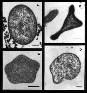 BIOLOGIA C B T I S NO 190: Organización 1.3 Dominios Archea, Bacteria ...