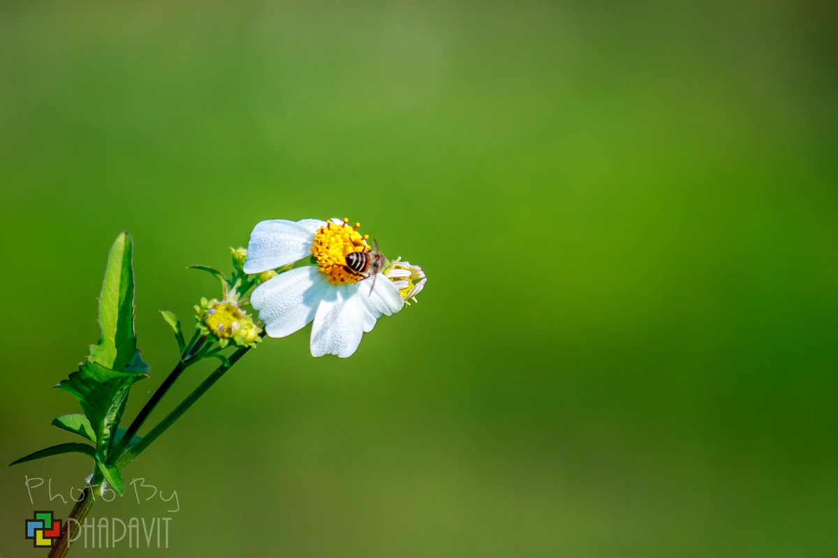 นาณี (NaNee) แคมป์ปิ้ง แม่ริม เชียงใหม่ - ที่เที่ยวบล็อก