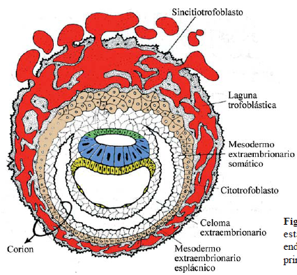 CAPITULO 4: Segunda semana de desarrolllo ~ Embriologia Humana