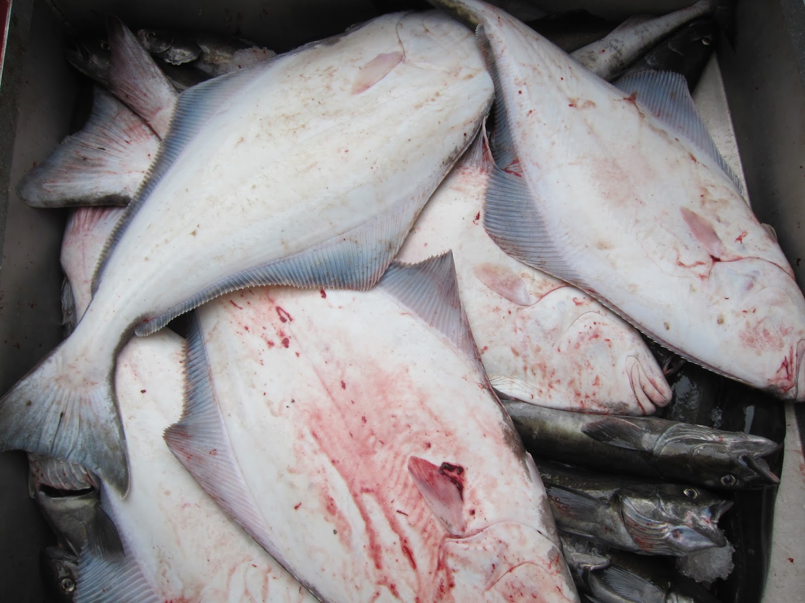 Todds Extreme Fishing: Ilwaco Halibut & Sable fish (black cod)