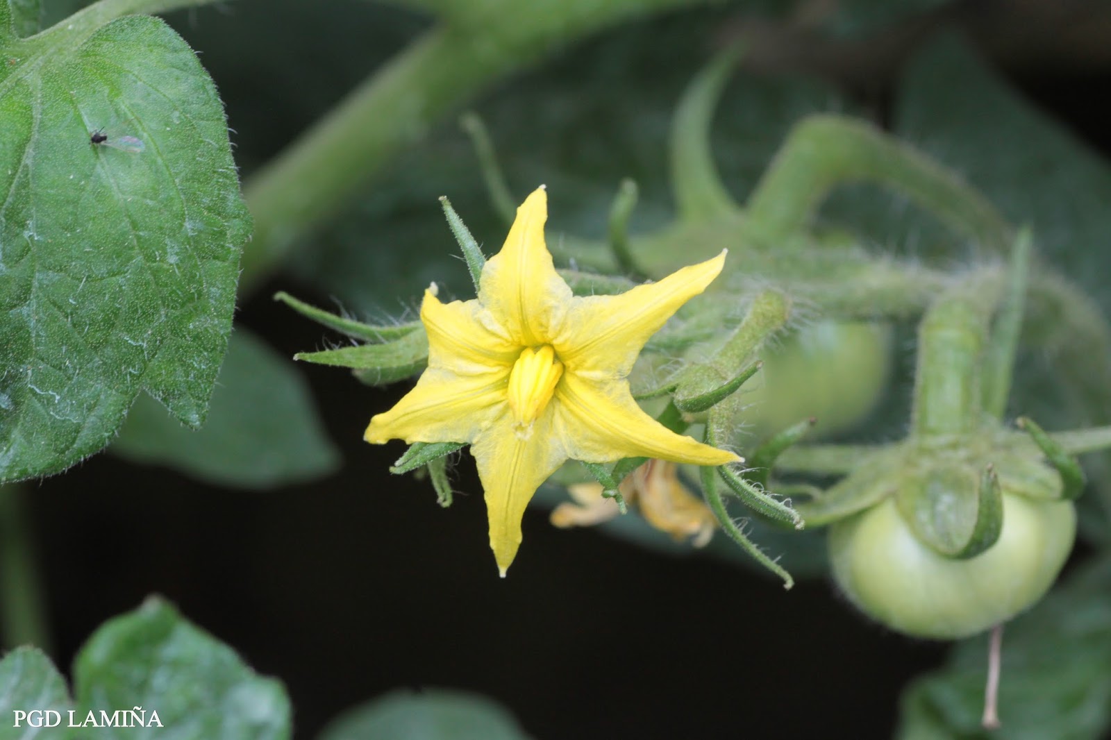 SOLANUM LYCOPERSICUM. tomate.
