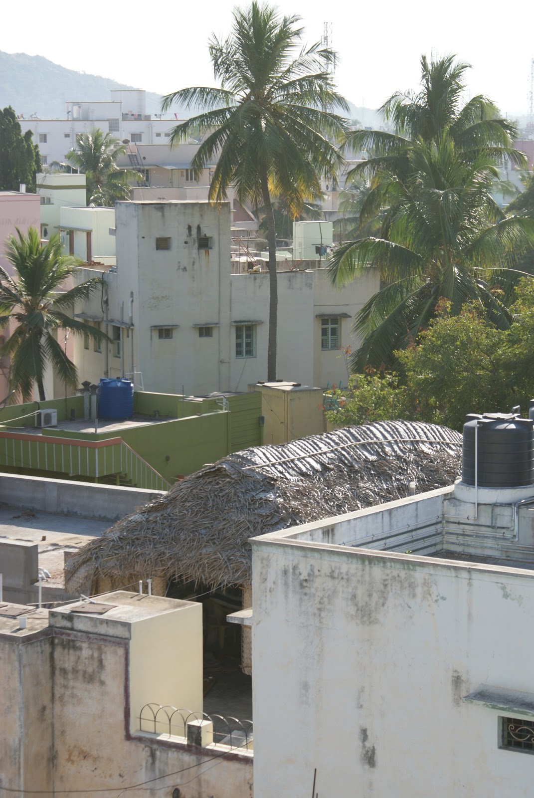 Inverted Coconut: Pictures
