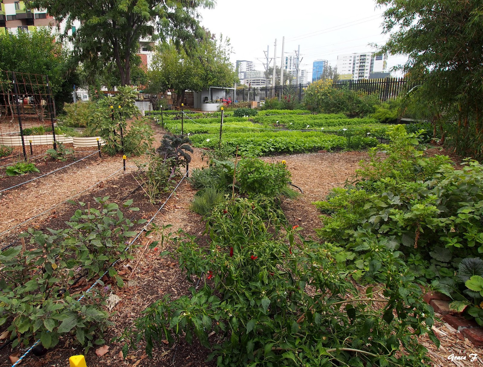 Perth Daily Photo : Perth City Farm..