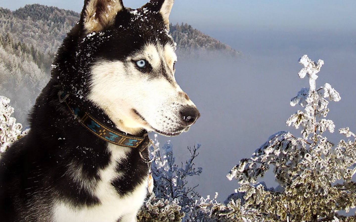 Poze cu Caini Husky | Poze Super Misto