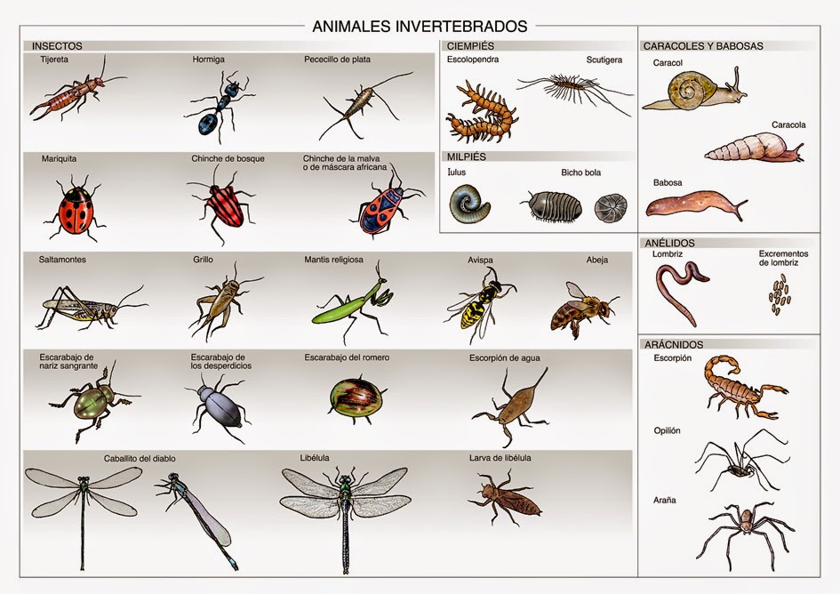 BIOLOGIA 1: Reino Animalia: Invertebrata