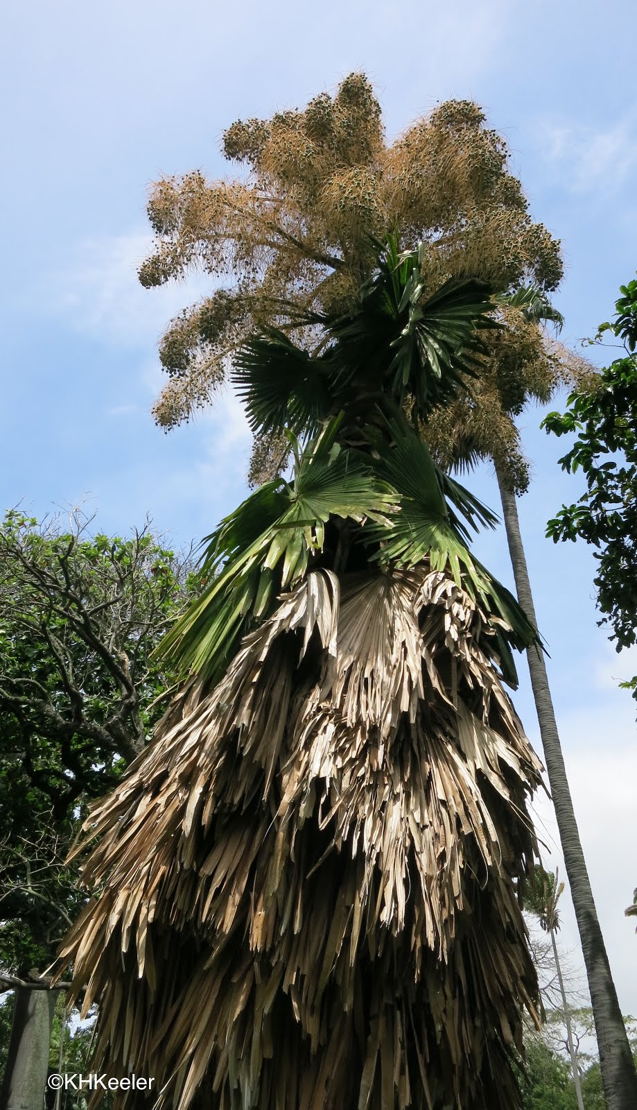 A Wandering Botanist: Visiting Hawaii--HIstoric Foster Botanical Garden