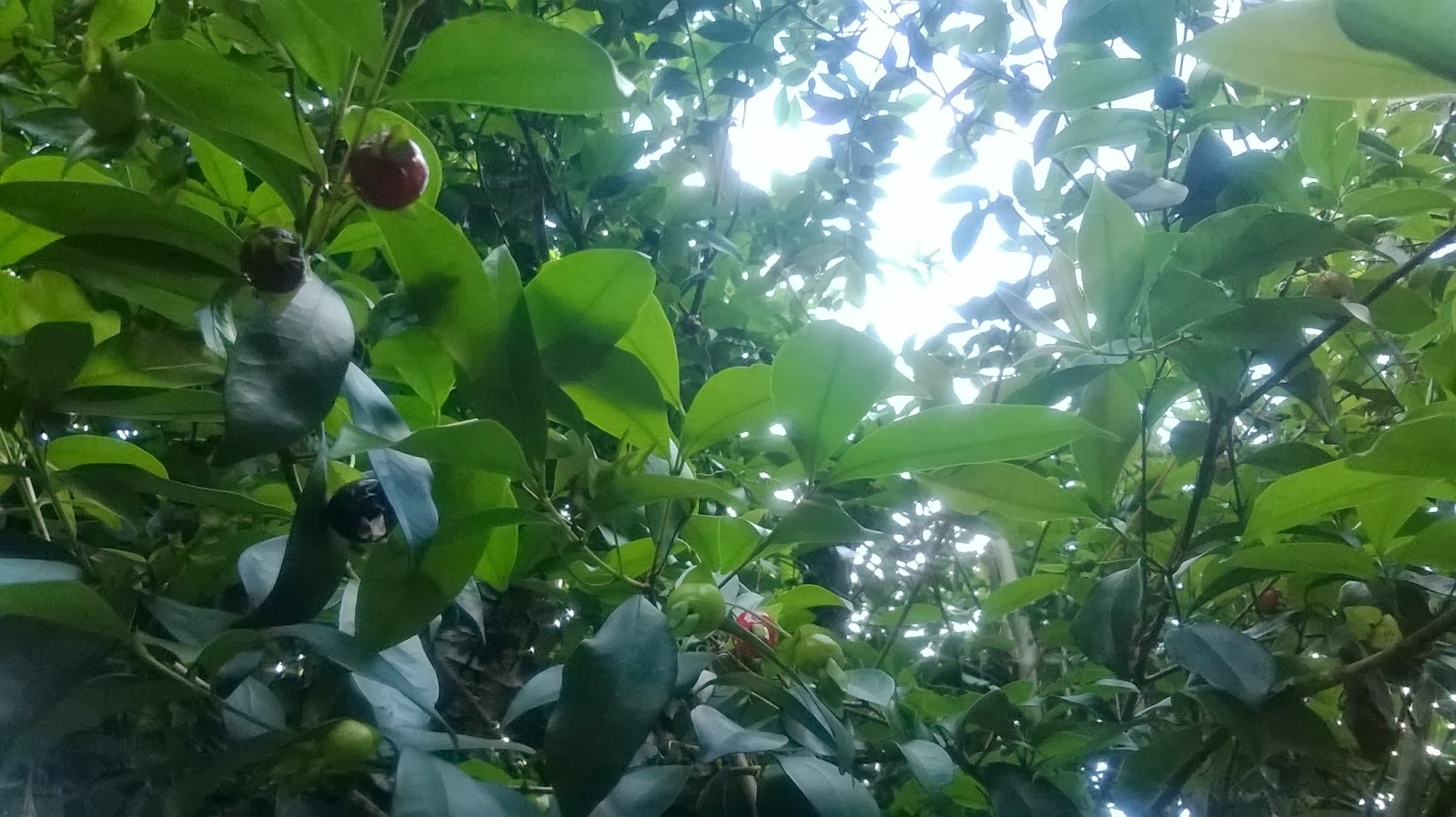 De la tierra colorada: Cerella (Eugenia Involucrata)