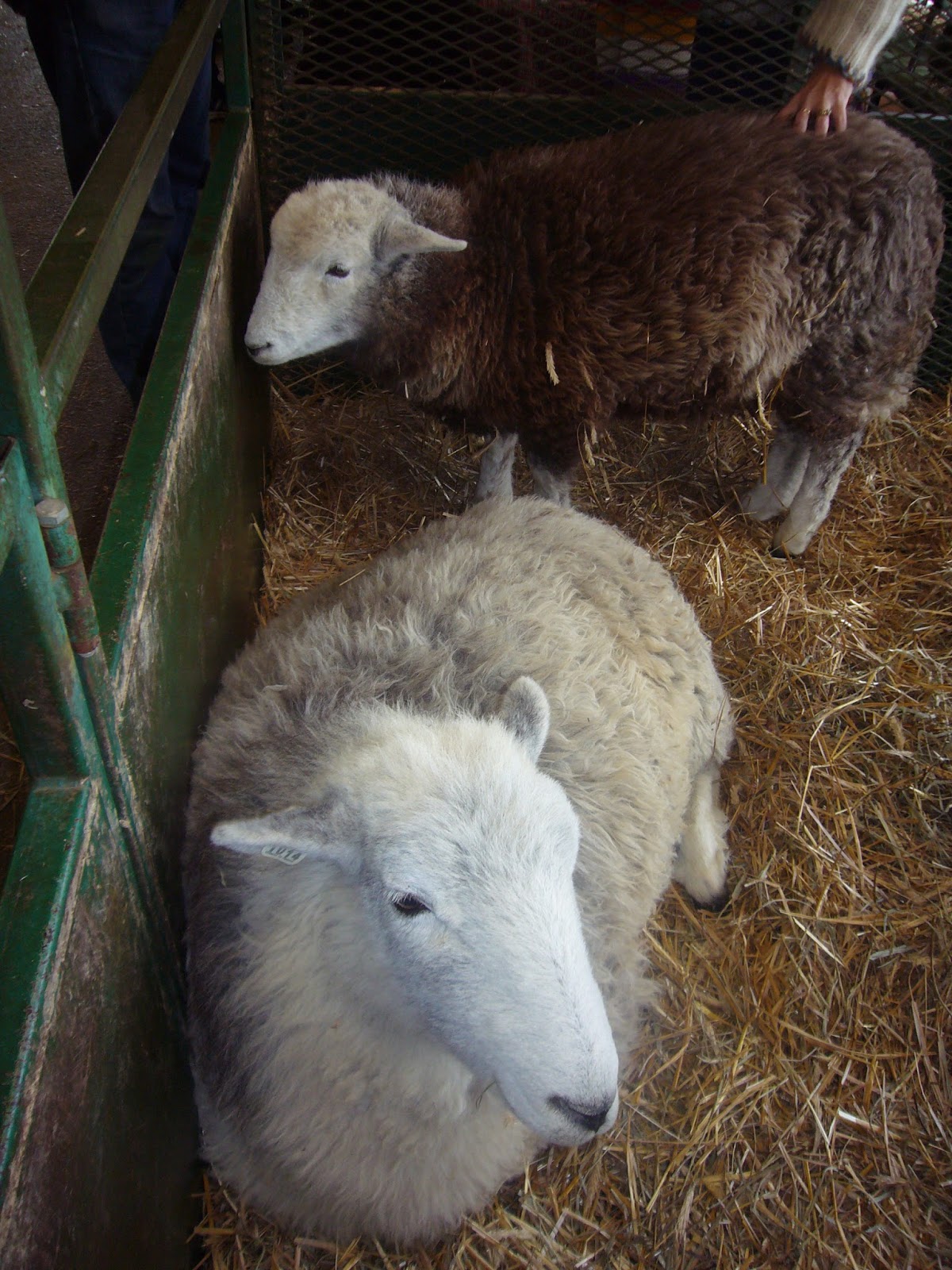 Maggie's Farm: Peter Rabbit Sheep