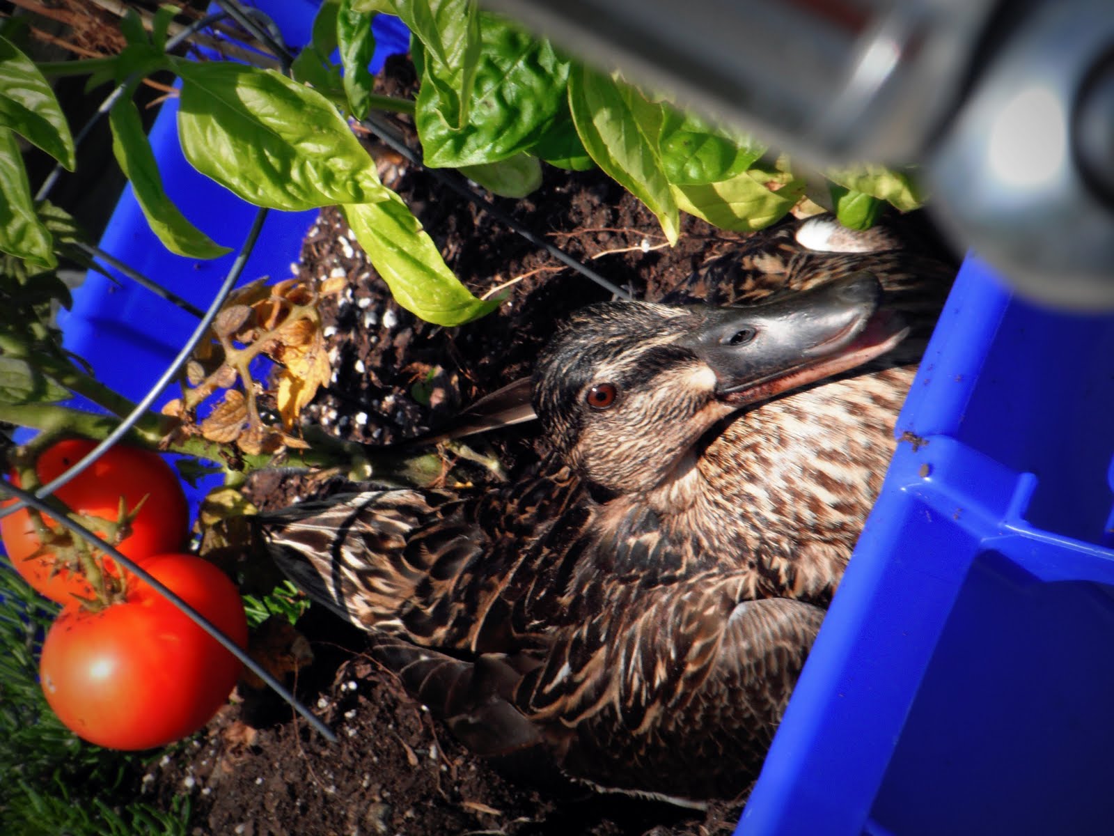 Zach Aboard: spoiled rotten duck