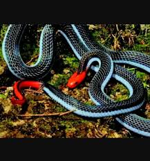 10 Jenis Ular Berbisa Yang Ada Di Indonesia ~ Nauvalmaqil