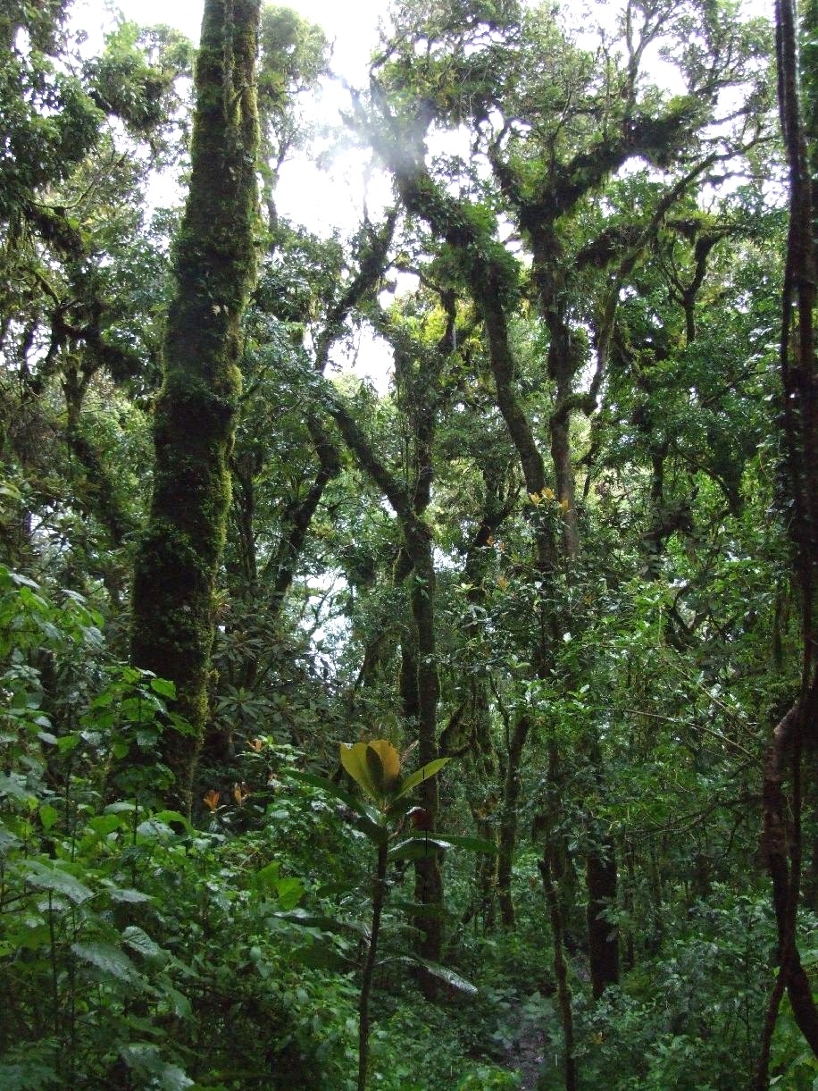 Elyse's Animation Studio Practice: Mexican forest