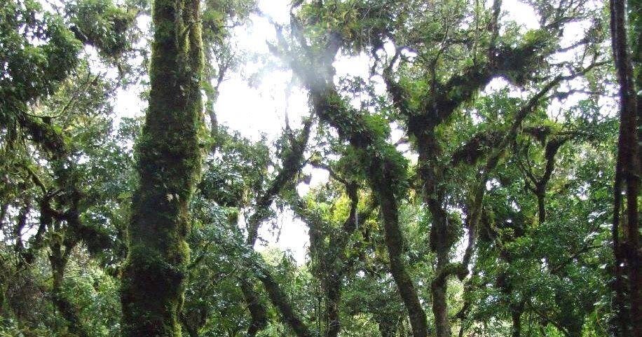 Elyse's Animation Studio Practice: Mexican forest