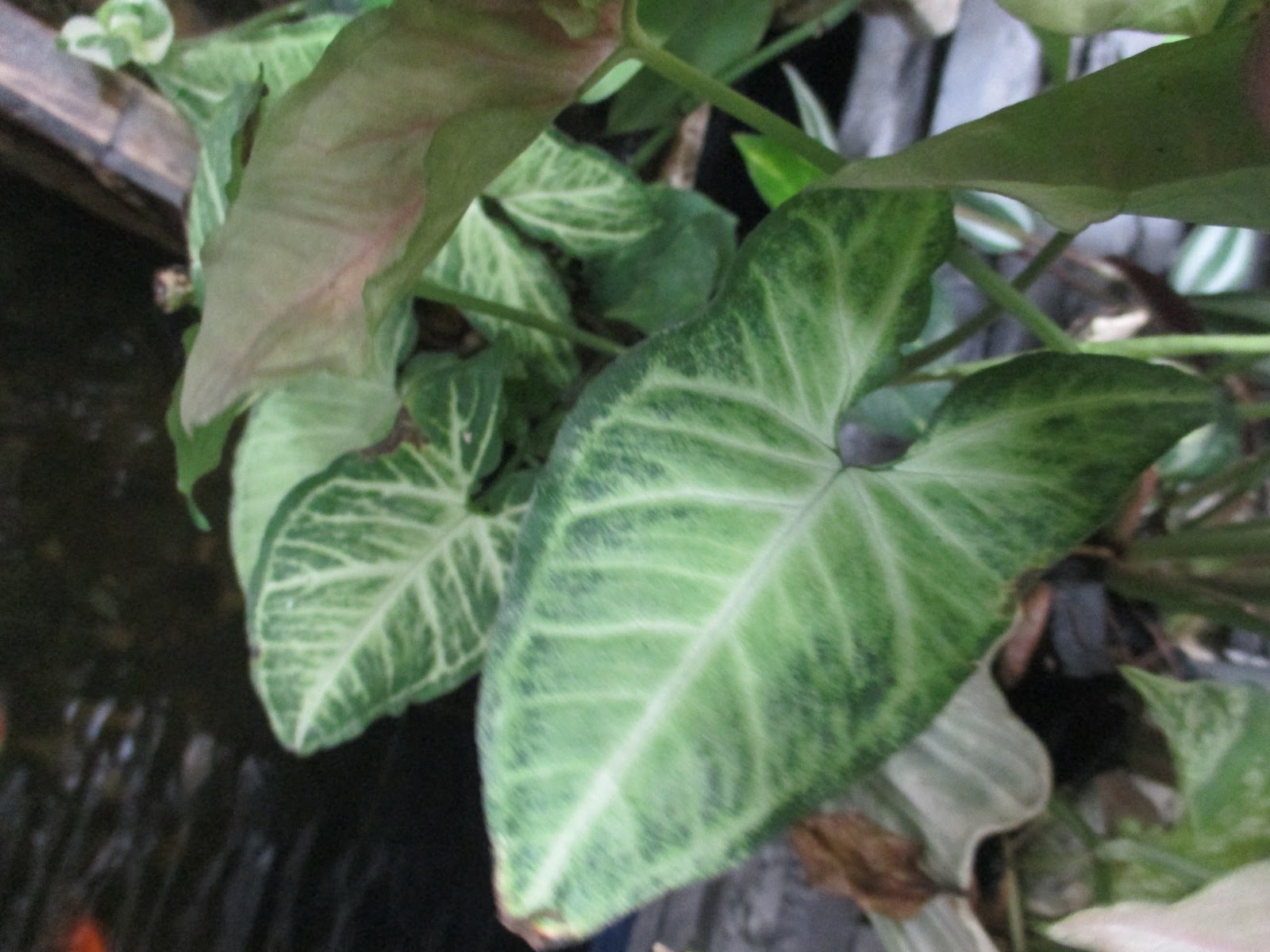 Garden Chronicles of James David: GooseFoot Plant