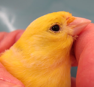Canary Tales: Mild Eye Problem - Conjunctivitis