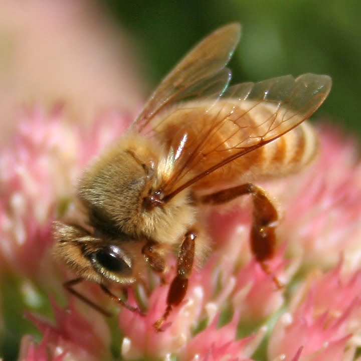 twenty pound tabby: Bee Town USA: An Educational Tiny Town of Beehives