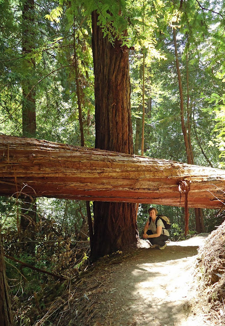 life in Canada: giant redwoods