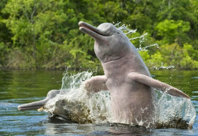 Sciencuriosities: 5 animales que no imaginarías encontrar en el río ...