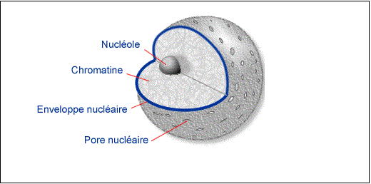Le noyau cellulaire, composants et rôles | Bio faculté