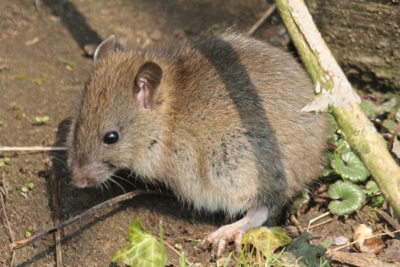 Birding with Flowers: Faint Signs of Spring at Last