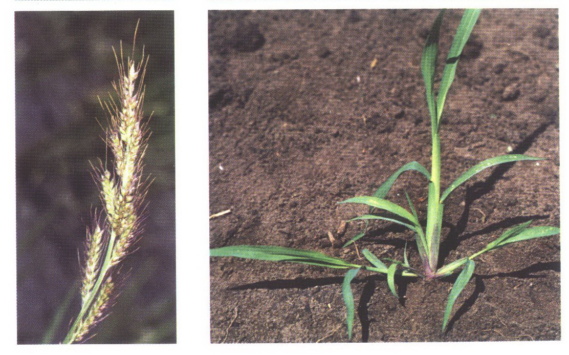 Malezas: Imágenes de malezas