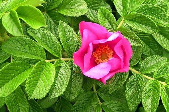 Wine Gastronomic Guide Italy: Fiori Eduli in Cucina – un ritorno alle ...