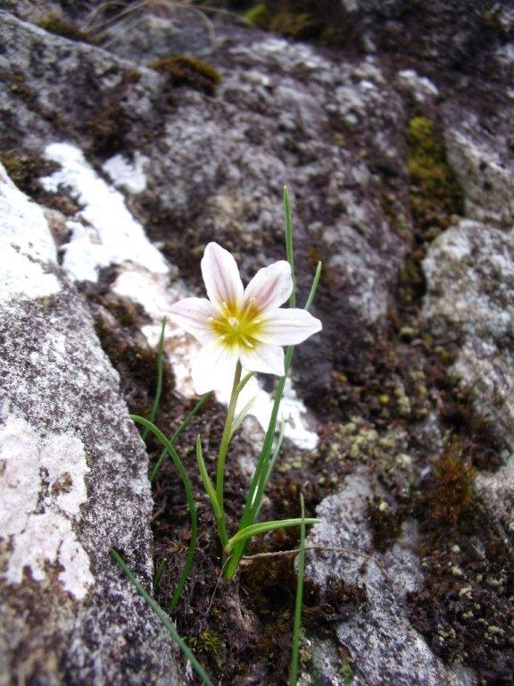 BSBI Cymru: Christmas card Competition 2012