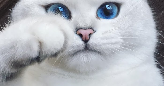 10 Gambar Kucing Ini Bakal Bikin Kamu Gemes - Intanpari.com