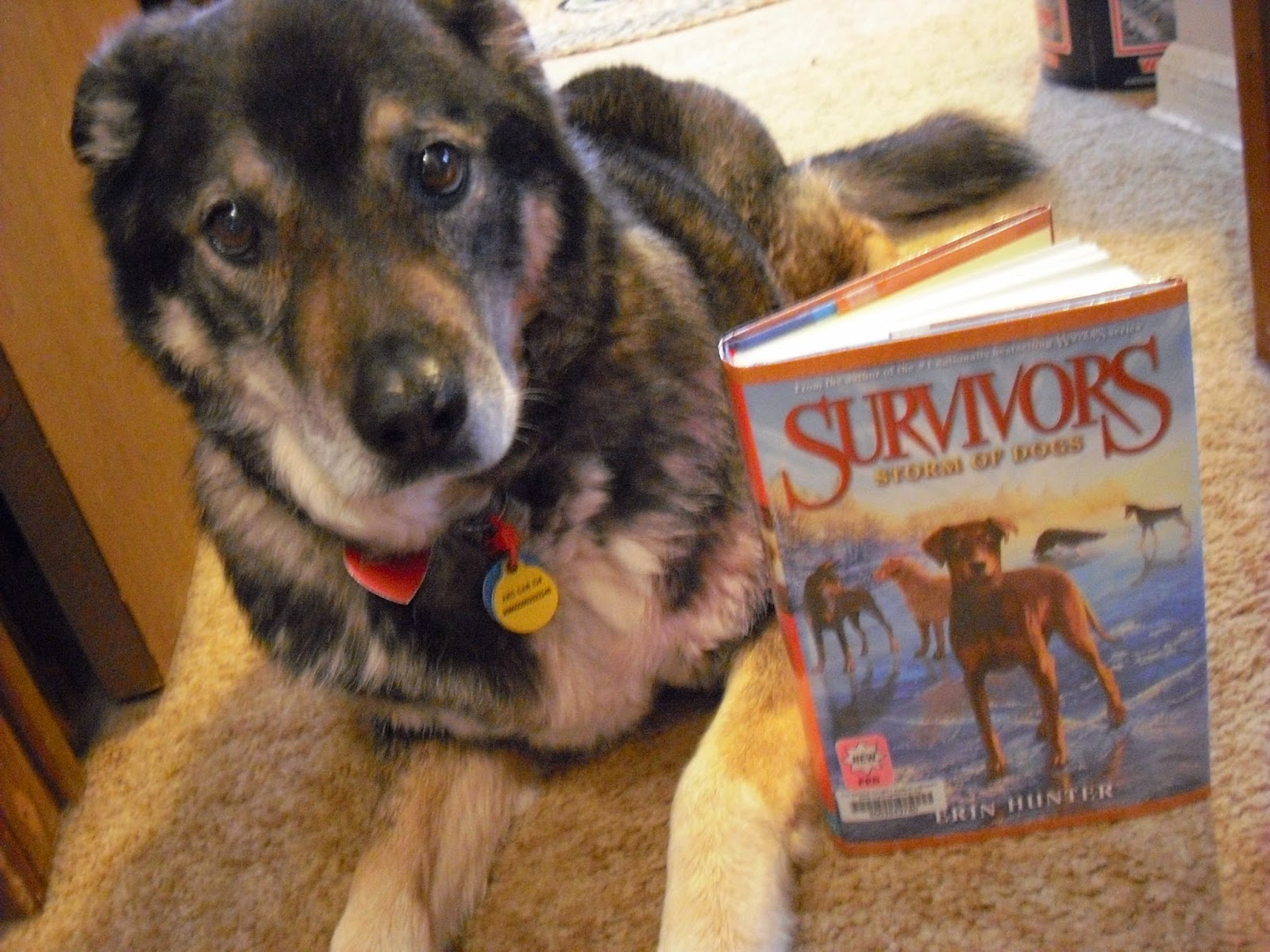 Grab A Book From Our Stack: "Survivors--Storm of dogs" by Erin Hunter