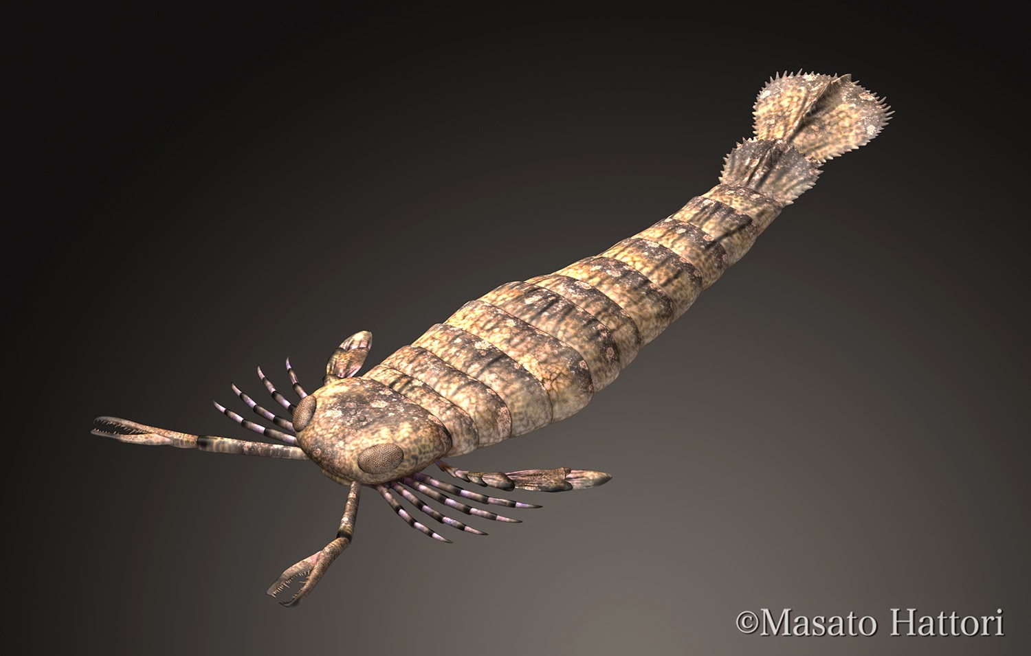 Marchan Blog: プテリゴトゥス Pterygotus