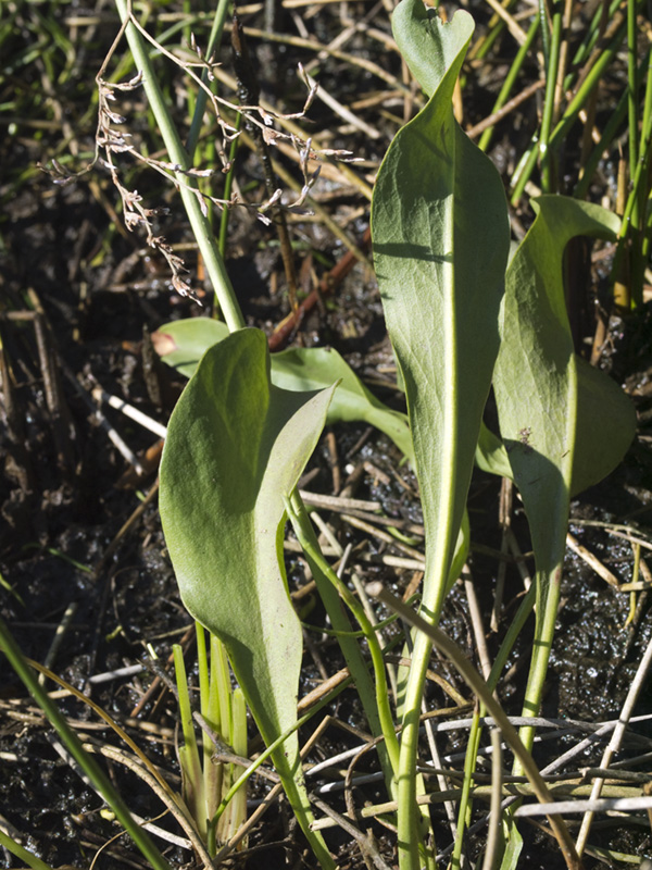 Paseos por la naturaleza: Limonium humile. Acelga salada.