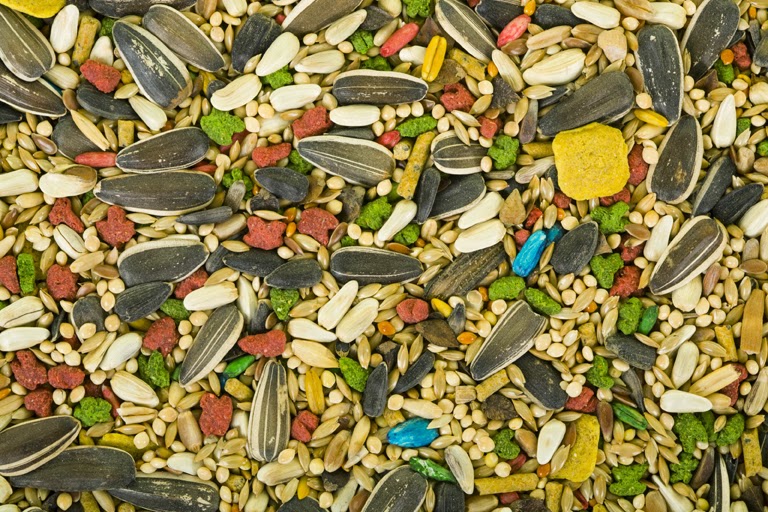 Harrison's Handbook For a Healthier Bird